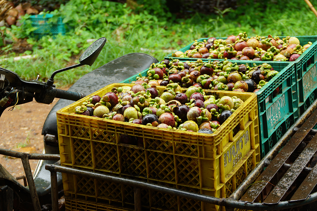China-ASEAN fruit hub processes over 5.7 million tons of produce