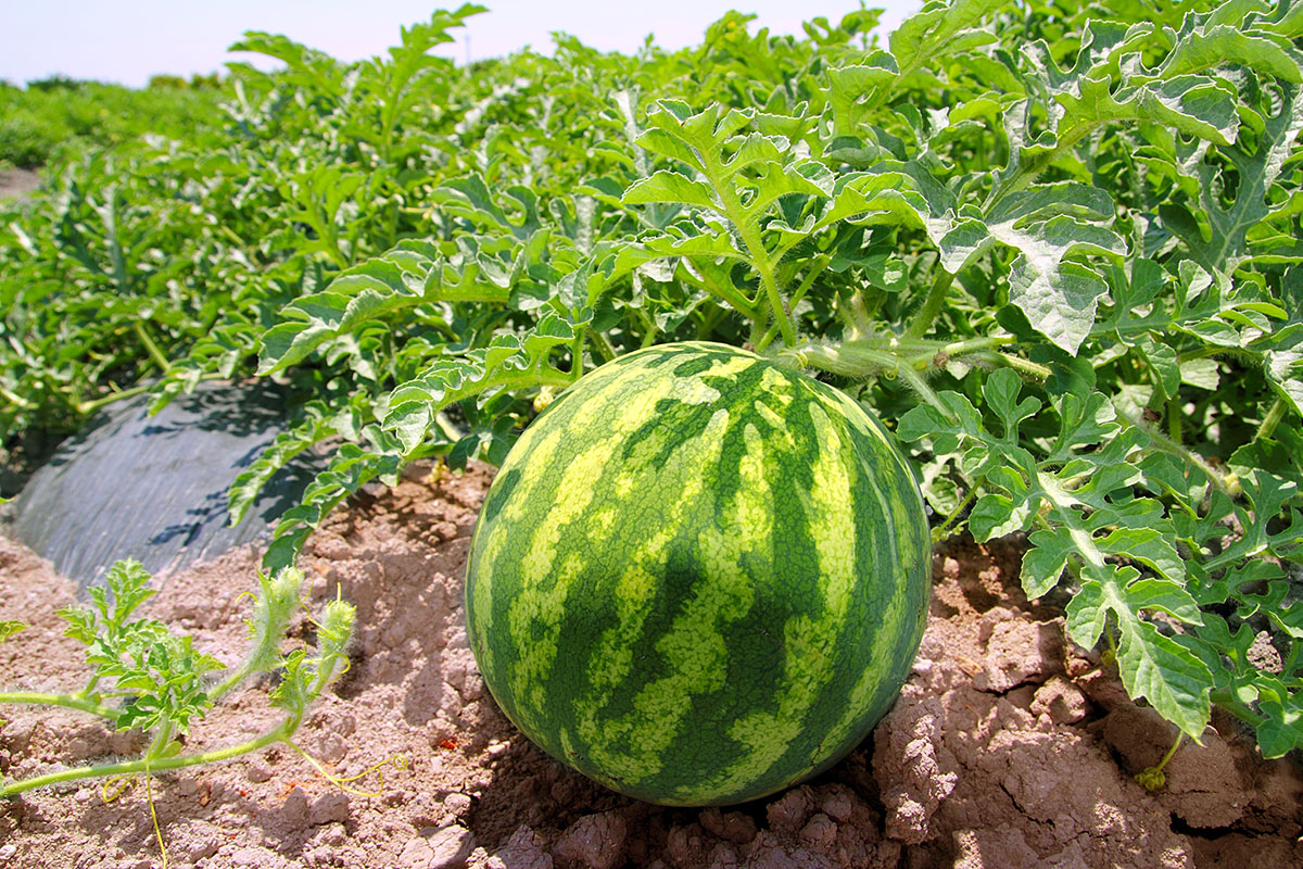 Watermelon prices triple from farm to market in Bangladesh
