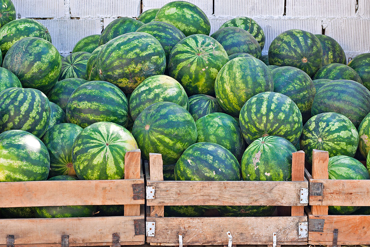 Decline in Azerbaijani watermelon exports in first half of 2024