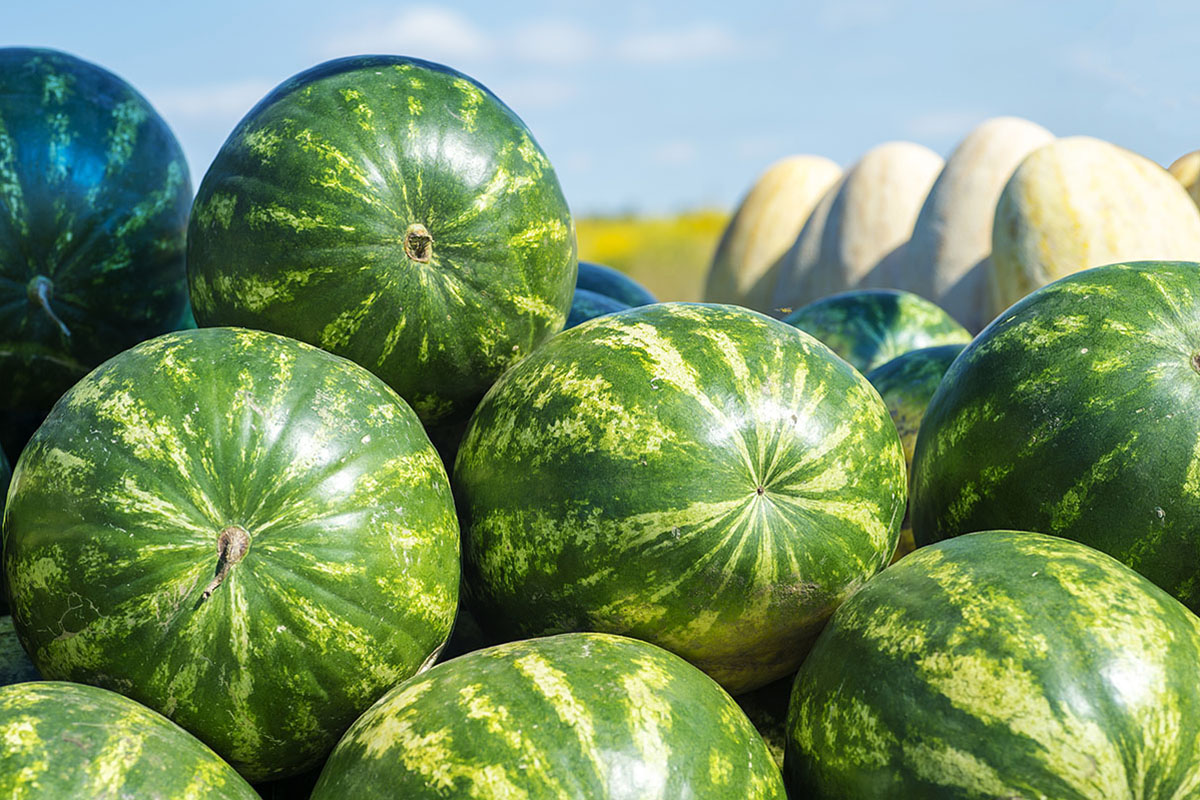Kazakhstan starts melon season in Turkestan region