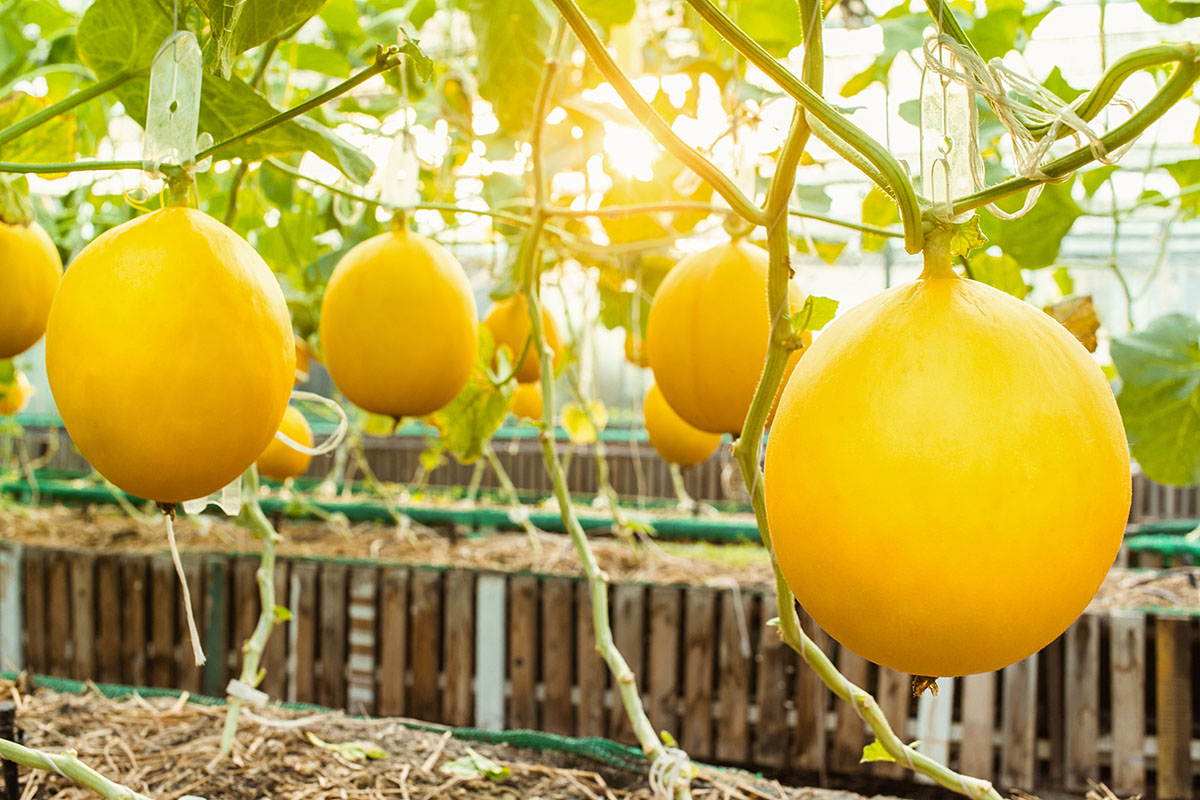 Seongju melon sales reach US$433 million in 2025