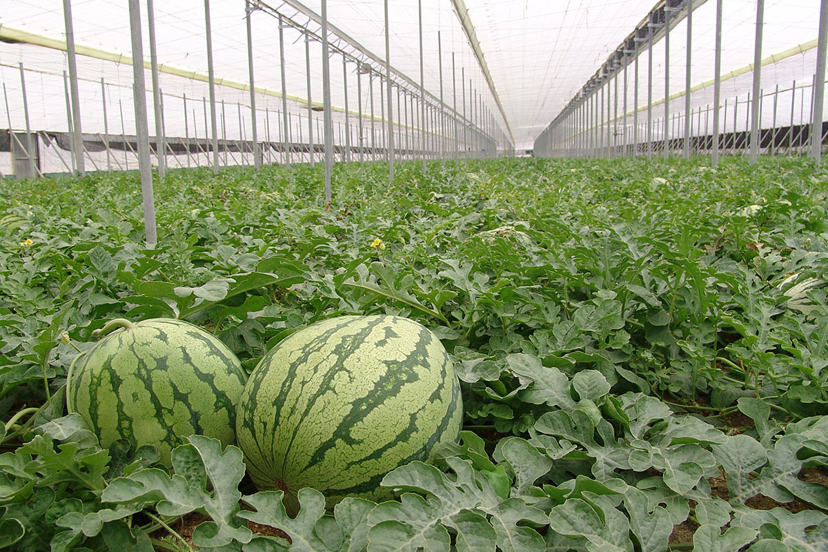 Almeria growers back harvest inspection drive but warn: the problem ...