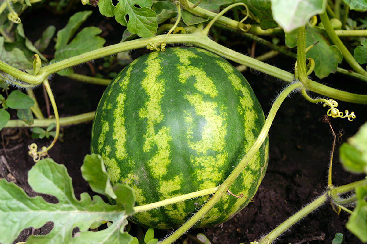 Imported watermelons in Poland much cheaper than in previous years