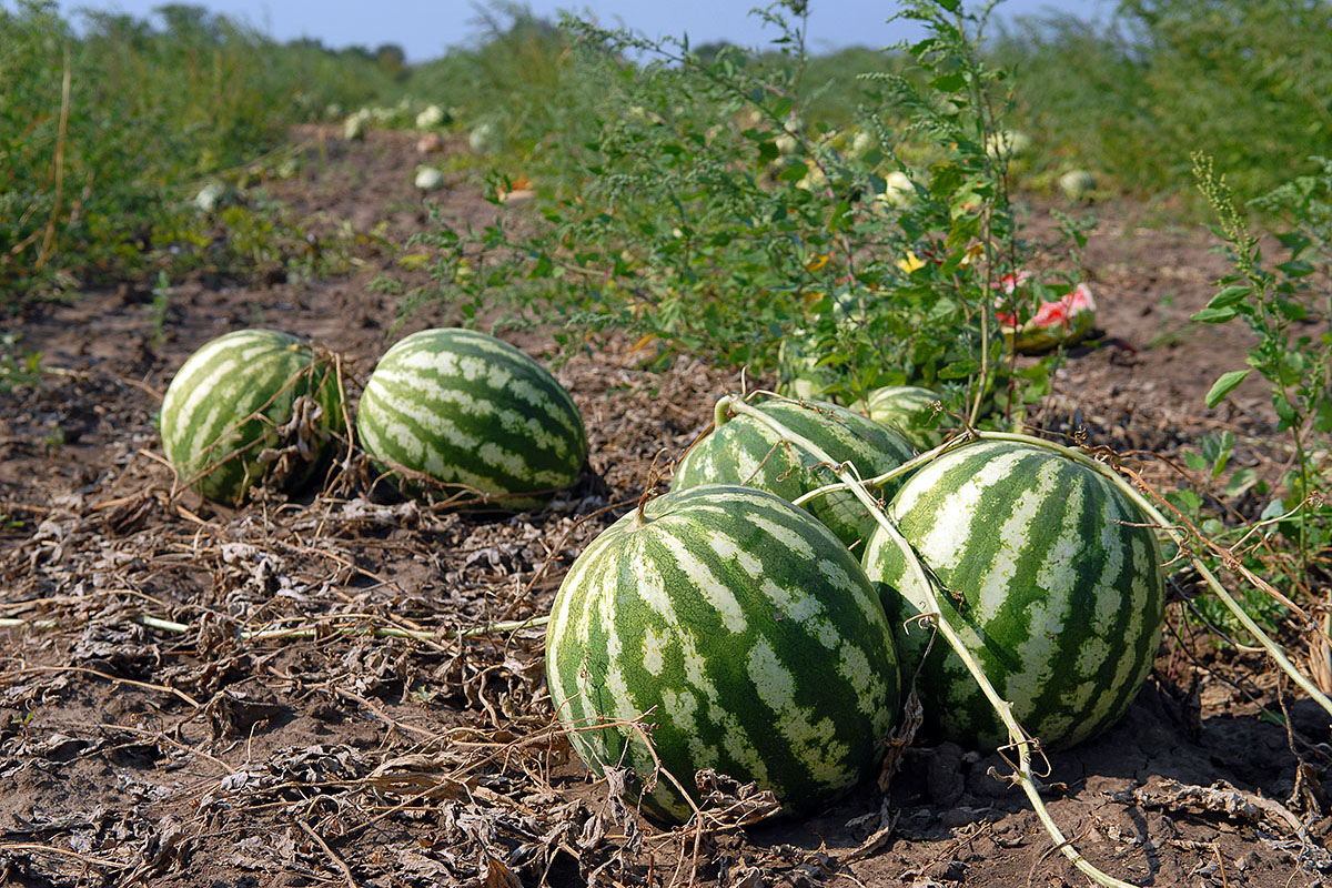 Kherson region, Ukraine: expansions in areas of watermelon and ...