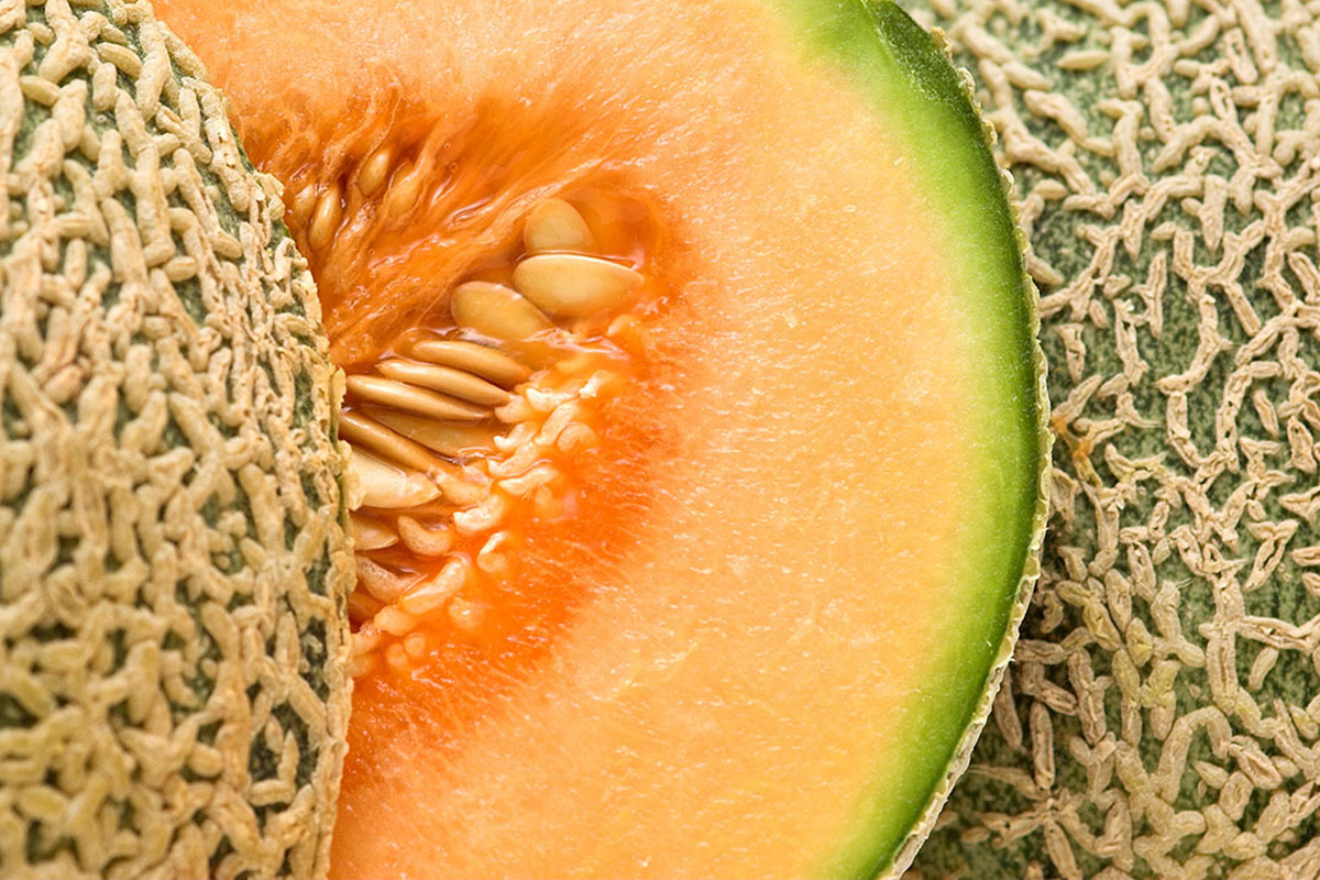 Kazakhstan scientists to develop new melon varieties