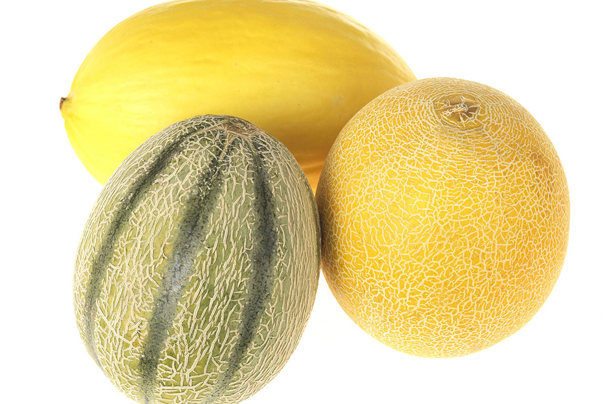 Uzbek scientists develop new greenhouse-adapted melon varieties