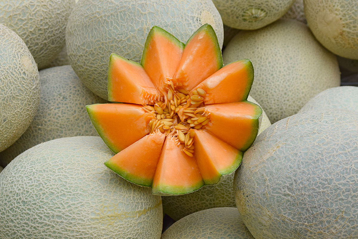 Guatemala encabezó la exportación mundial de melón en 2024