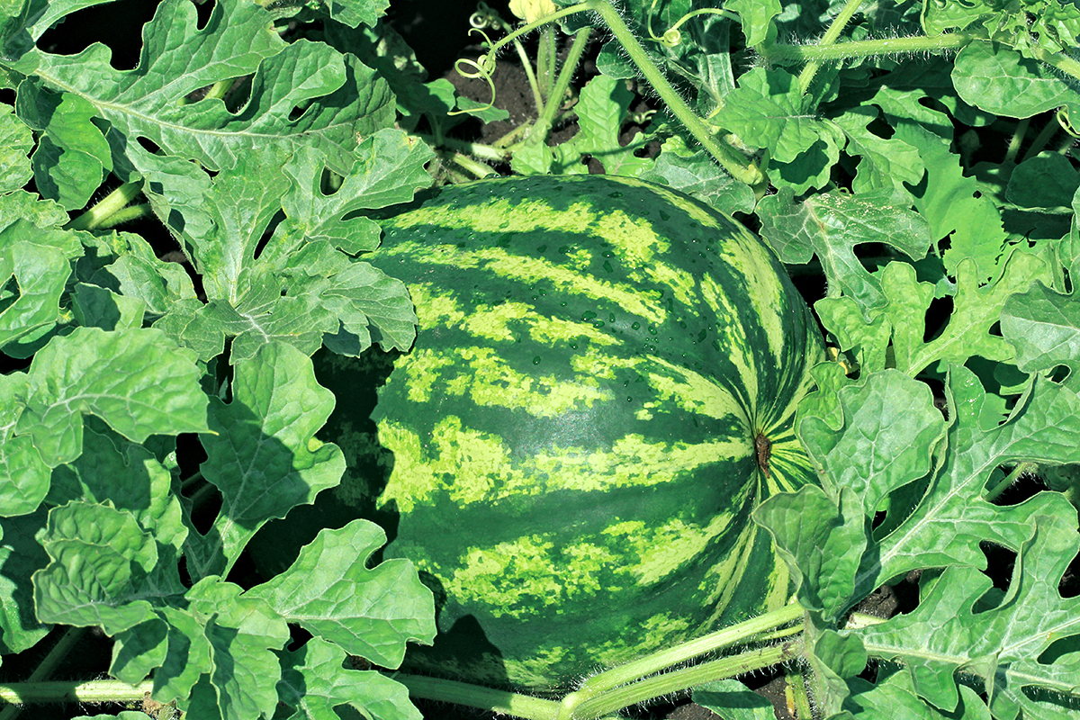 Al-Jouf grows over 260,000 tons of grapes and watermelons combined
