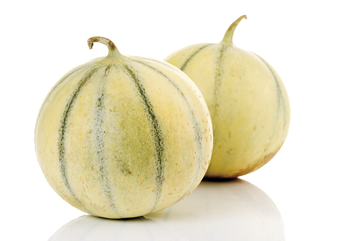 An Israeli company will grow dwarf melons with edible rind in Spain
