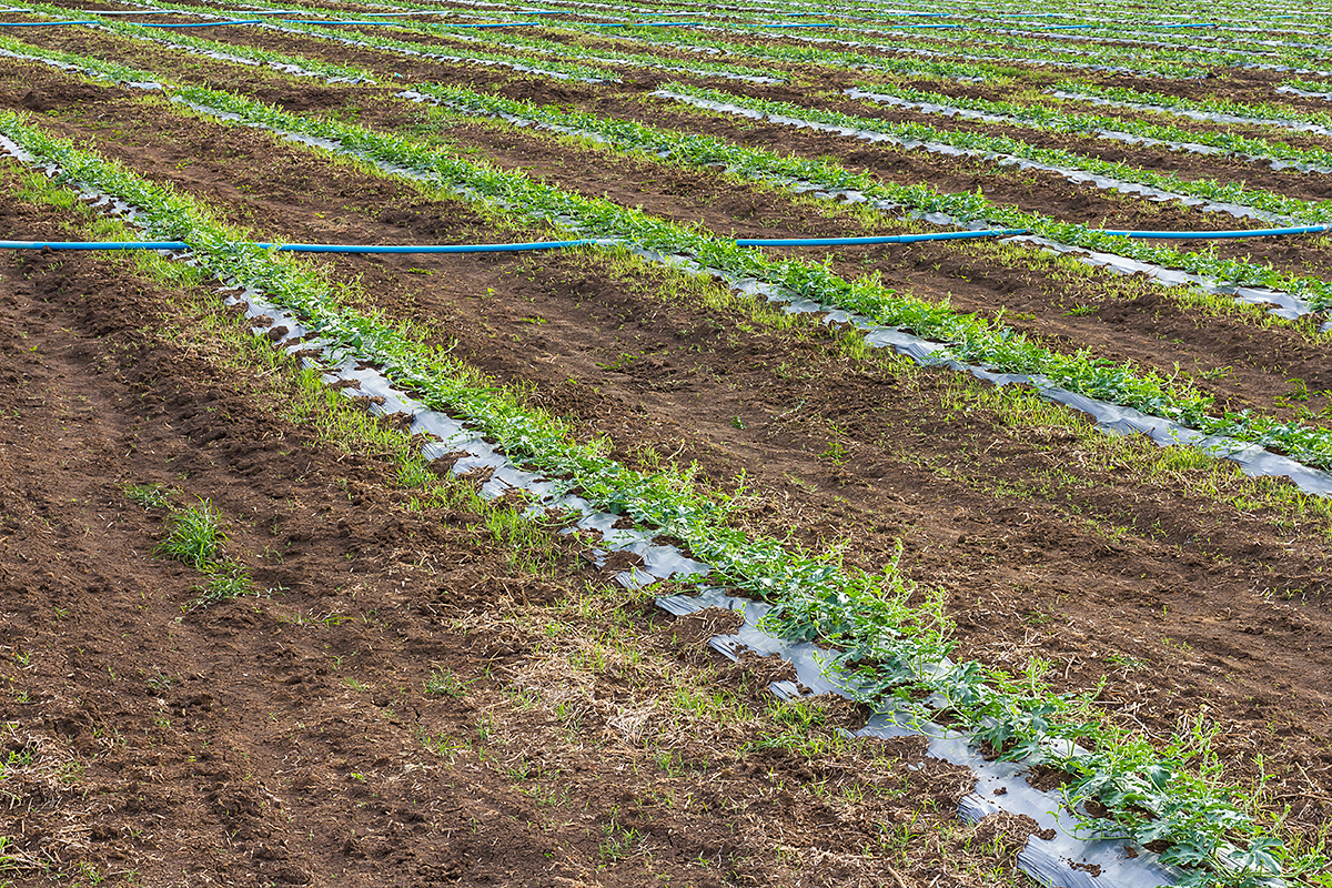 East Java melon growers face weather, virus woes