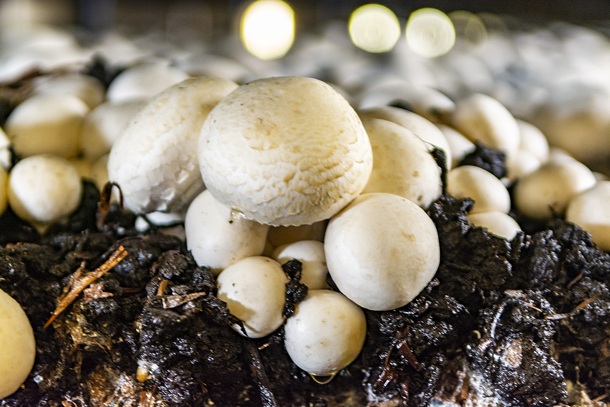 Namibia explores mushroom-based building materials to address housing ...