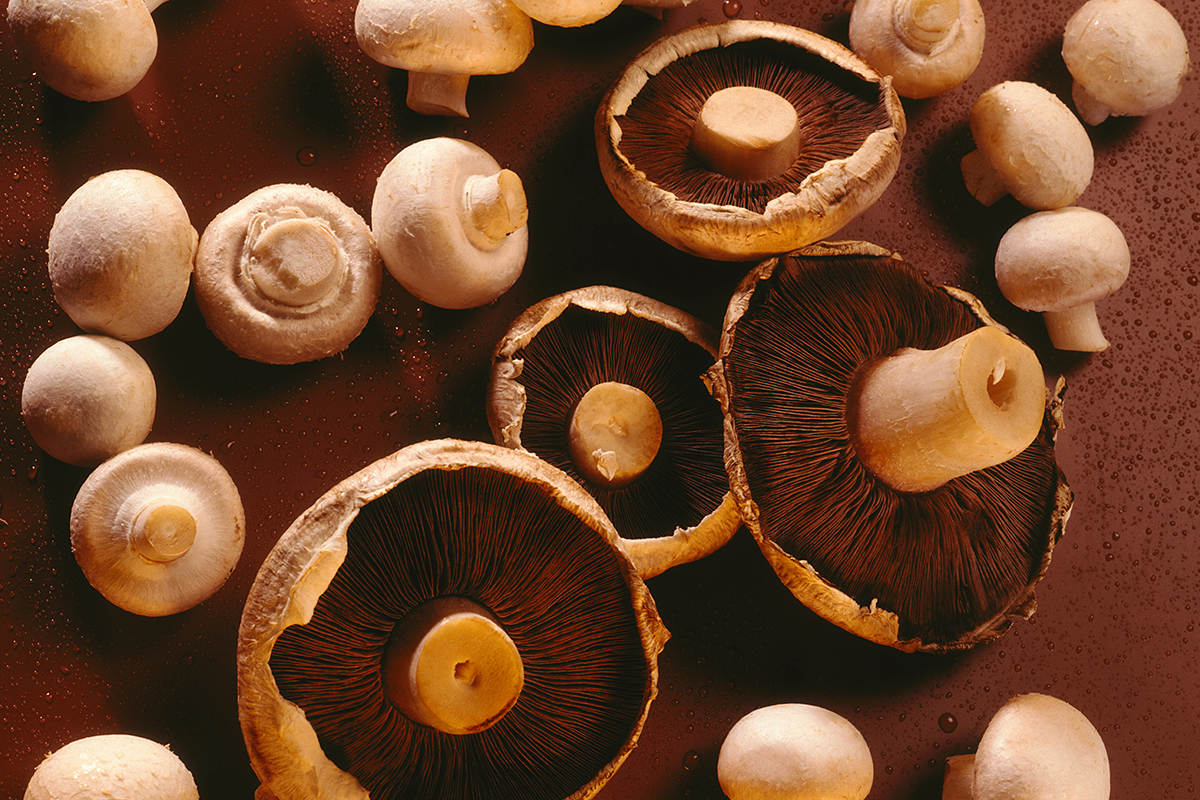 Turkmenistan exports 165 tons Tokaychy mushrooms