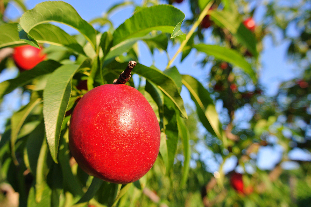Turkey wildfires spare nectarine orchard in Bursa