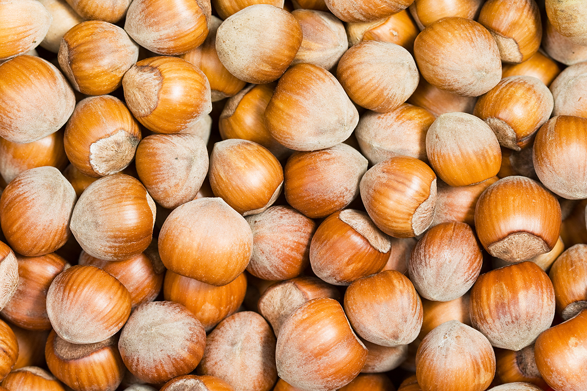 Georgia’s hazelnut exports up 25%, EU shipments grow