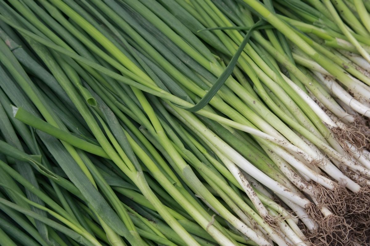 CFIA error leads to rescinded recall of Church Brothers green onions