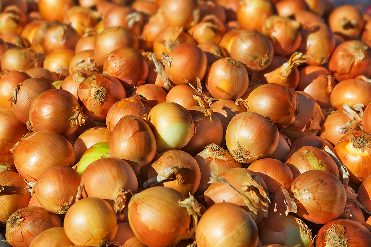 India procures 99,200 tons of onions for buffer stock