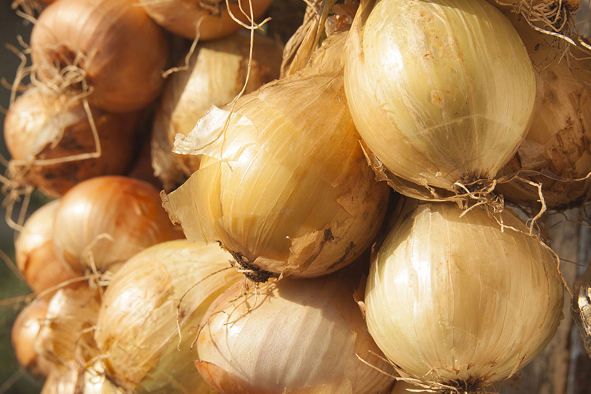 Onion cold storage opens in Bacolor