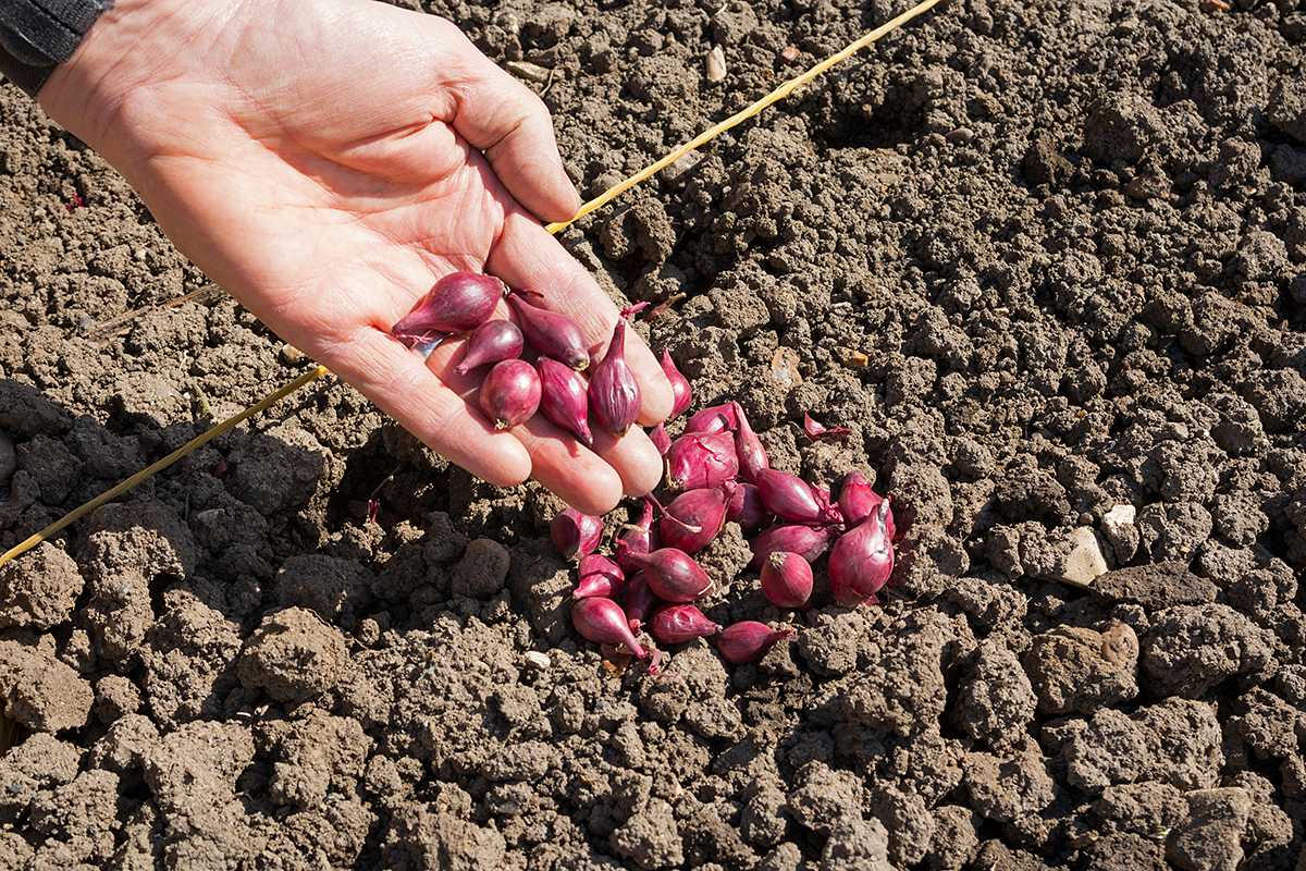 South Korean seed company partners with Ukrainian farmers to launch ...