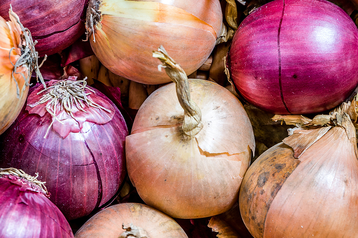 Winter onion harvest begins in Odesa, grown using nanobubble technology