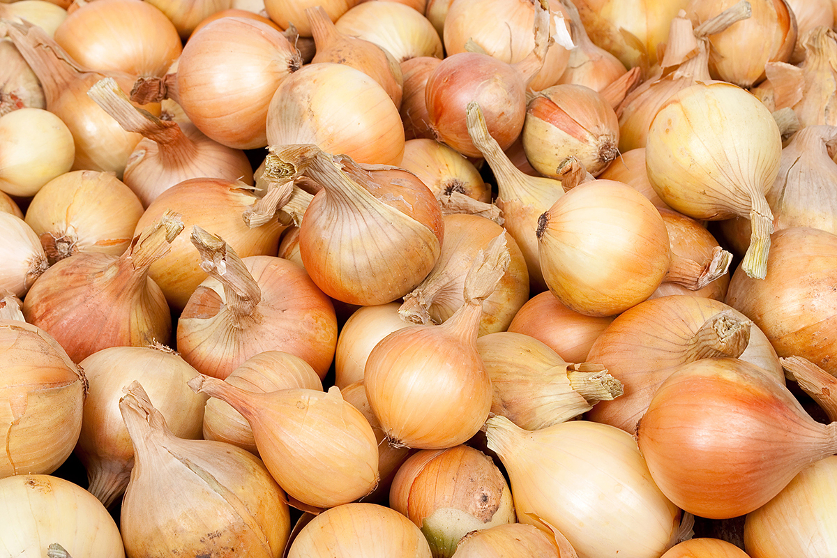 Egypt exports 26,000 tons of onions from 5 million-ton crop