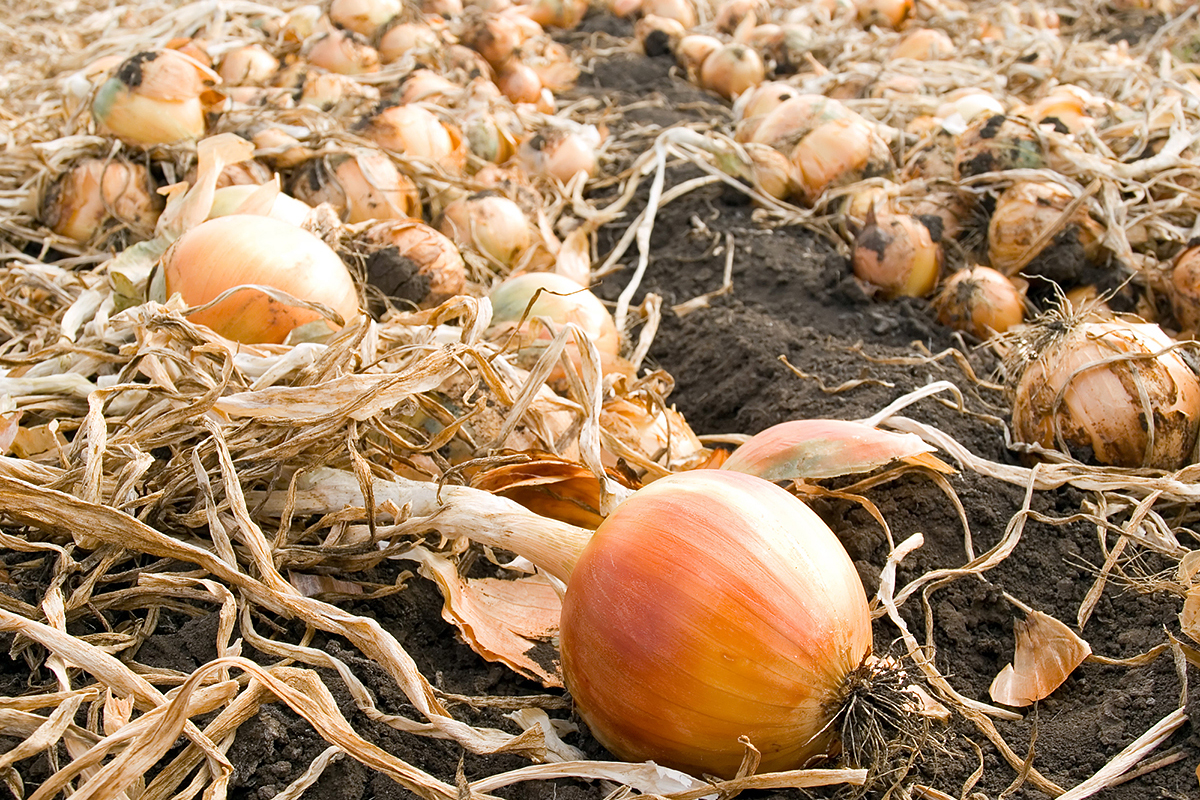 Nashik onion crops hit by 80% rainfall damage
