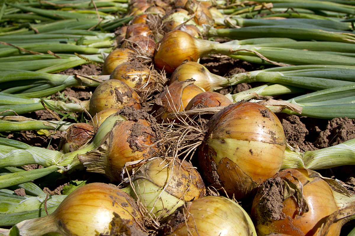 Oman boosts local onion production