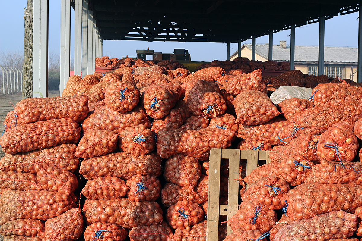Kandahar exports over 9,500 tons of onions to India and Pakistan
