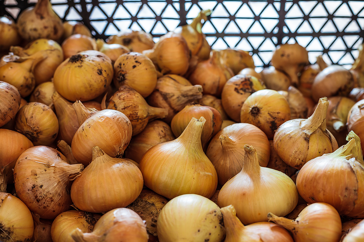 Agri-tech startup Mulyam supports 3000 farmers, supplies over 12,000 ...