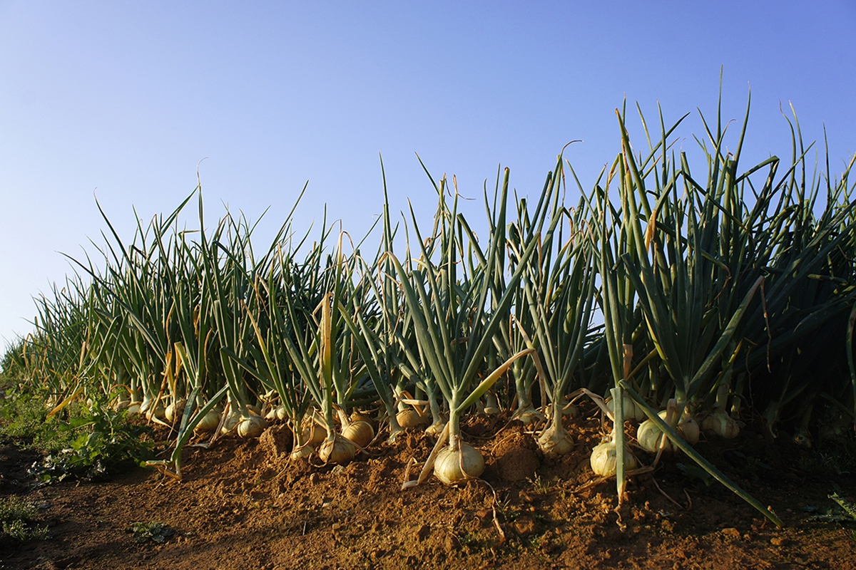 India sets subsidized onion prices to curb inflation