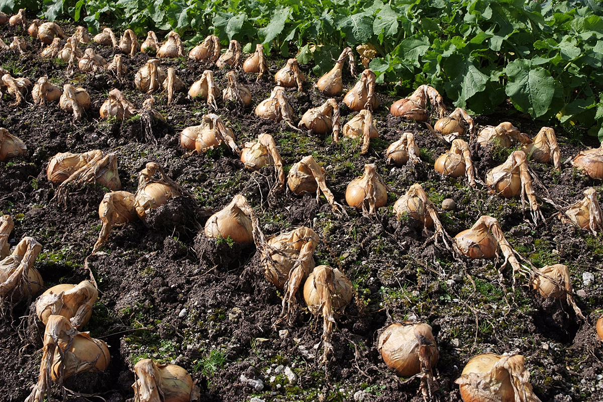 Ireland onion production expands