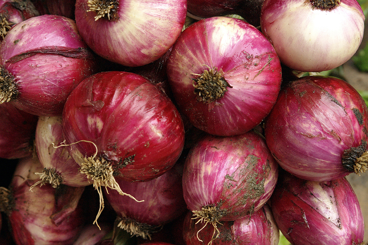 Sri lanka looks to import onions from Egypt