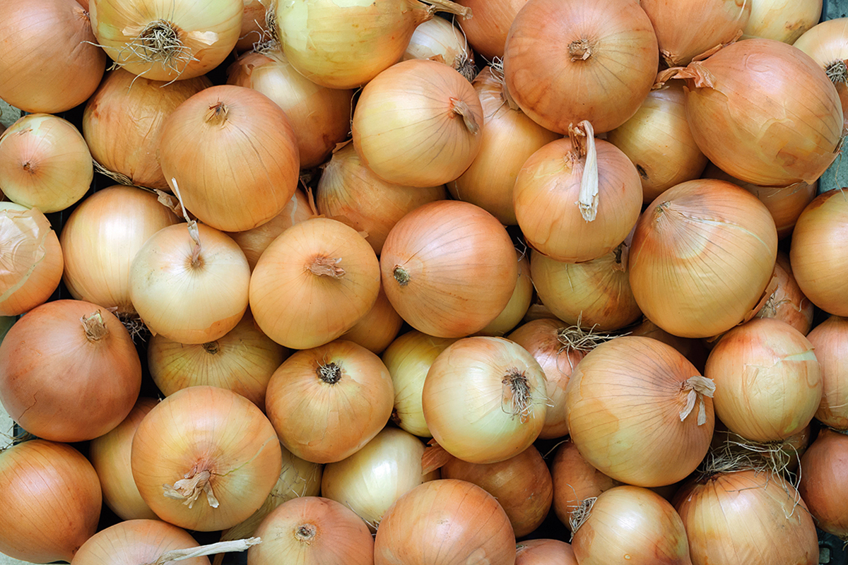 Bangladesh onion farmers face 24% loss