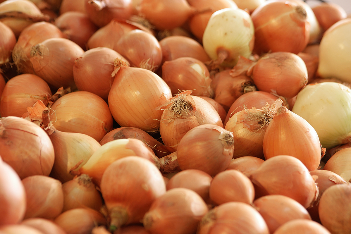 Sokoto launches onion cold storage project with MOFI