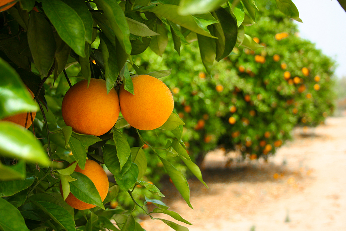 Japanese oranges dominate Naungtaya market