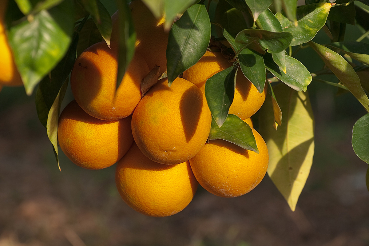 São Paulo orange crop up 36% for 2025/26 season