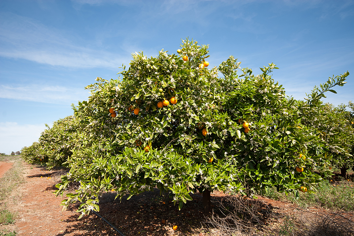 Majeje citrus farm expands with support from public-private ...