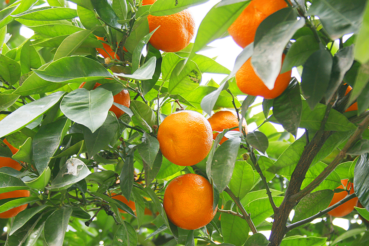 Orange juice prices fall sharply amid low quality and weak demand
