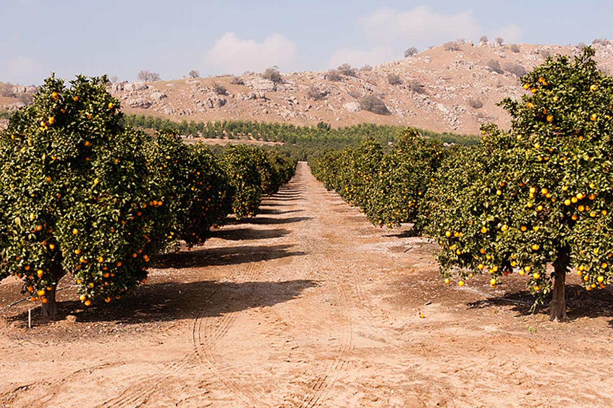 Bhutanese farmers shift from citrus to dairy farming amid citrus ...