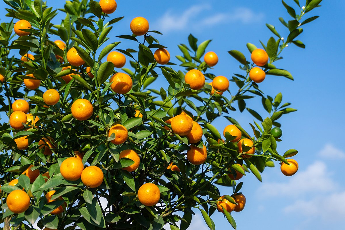 U.S. citrus production rises 6% in 2023-2024, Florida oranges up 14%