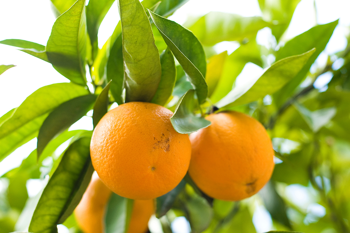 Rain brings canker risk to Florida citrus groves