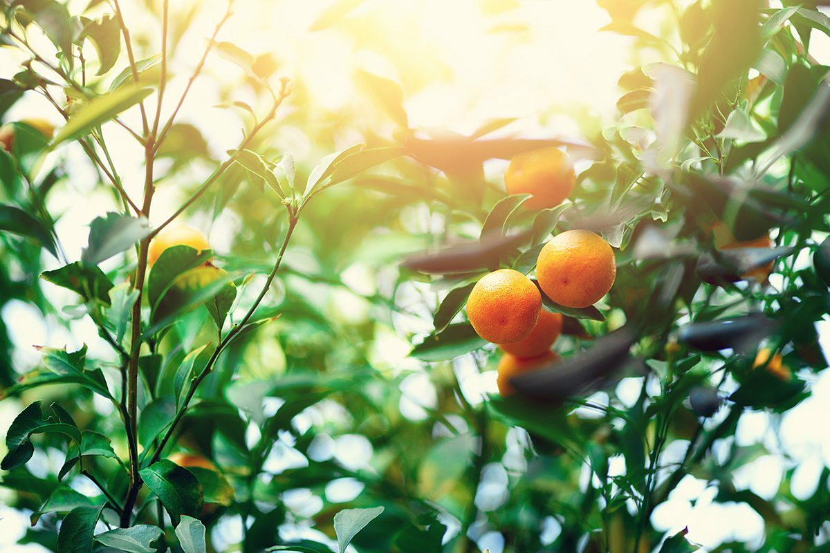 Florida citrus industry celebrates budget wins worth $47 million