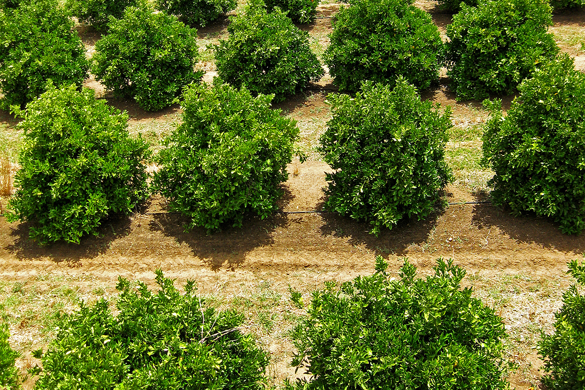 Tabuk citrus farms bloom as part of sustainable growth push