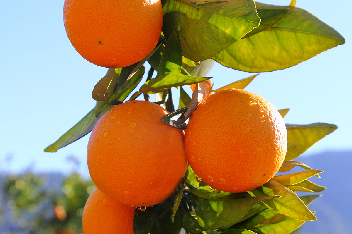 Exportaciones peruanas de naranja crecen un 69% por la alta demanda ...