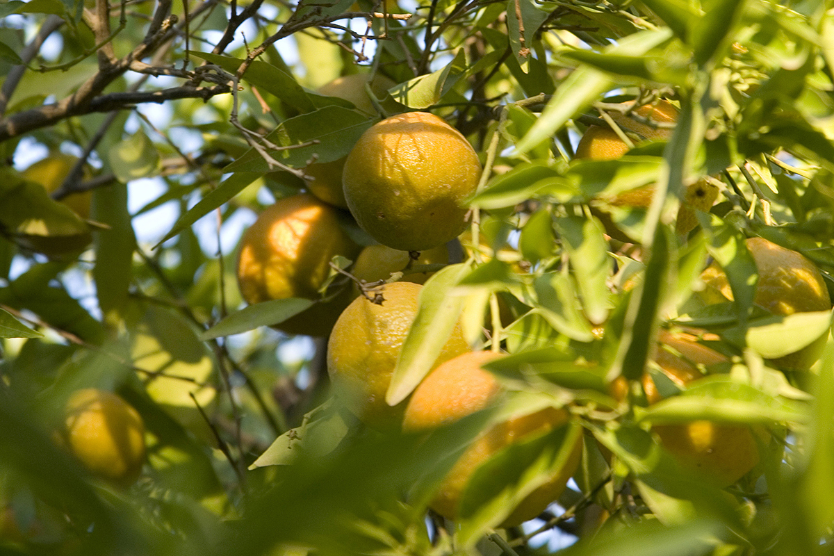 Branch rot threatens Brazilian citrus under heat and drought stress