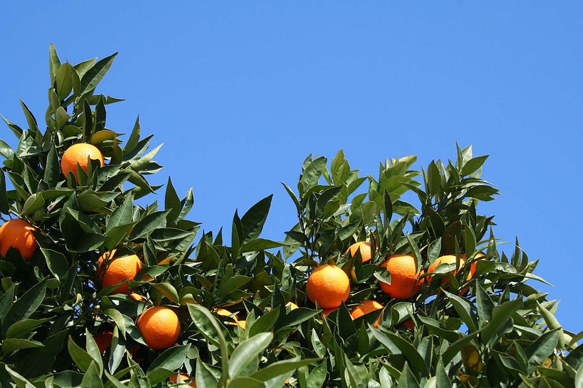 Florida citrus greening trial enters harvest phase