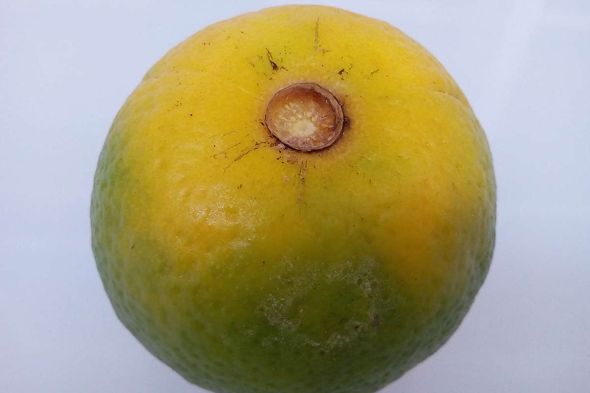 São Paulo and Minas Gerais face challenges that are expected to impact ...