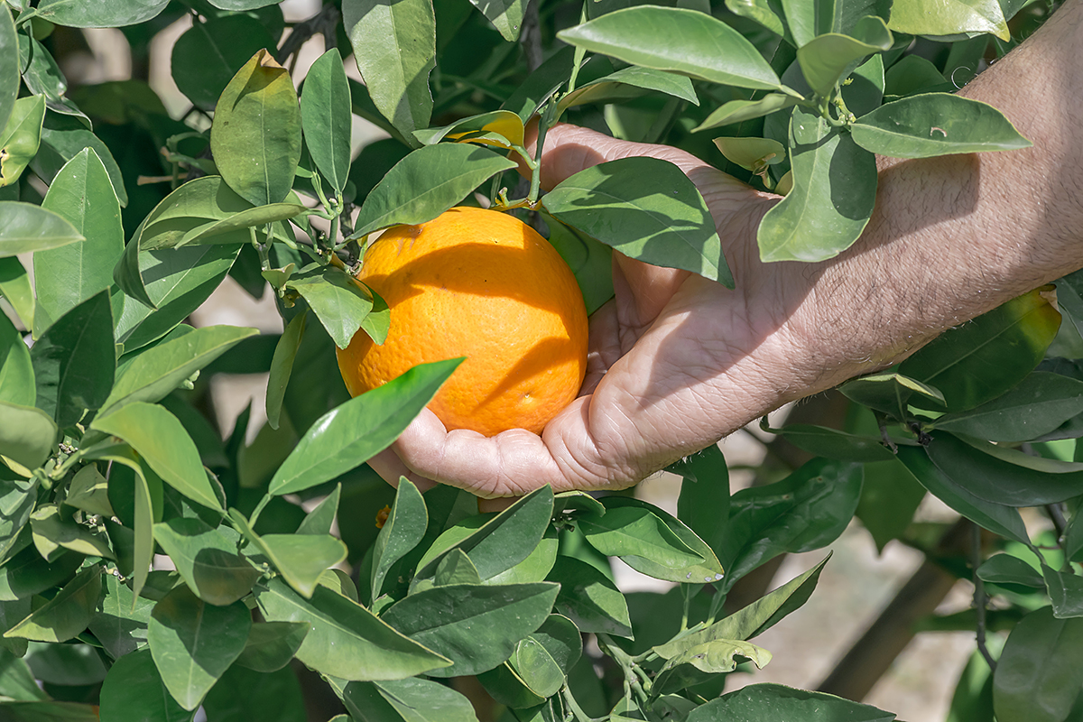 Water woes force farmers to uproot orange crops in Maharashtra