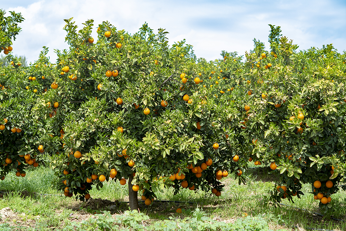 Egypt exports 7 million tons produce led by citrus