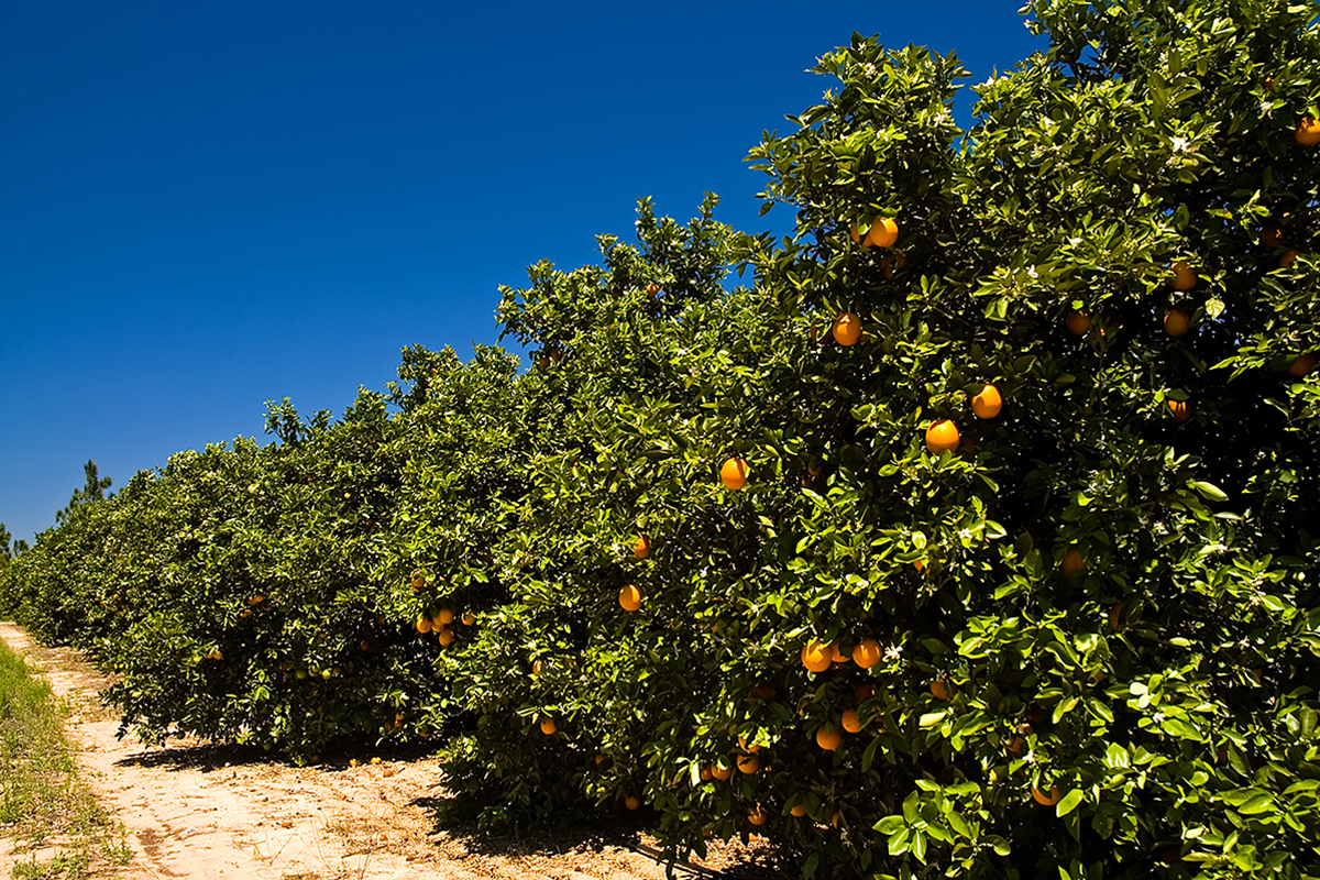U.S. citrus growers use OTC injections against HLB