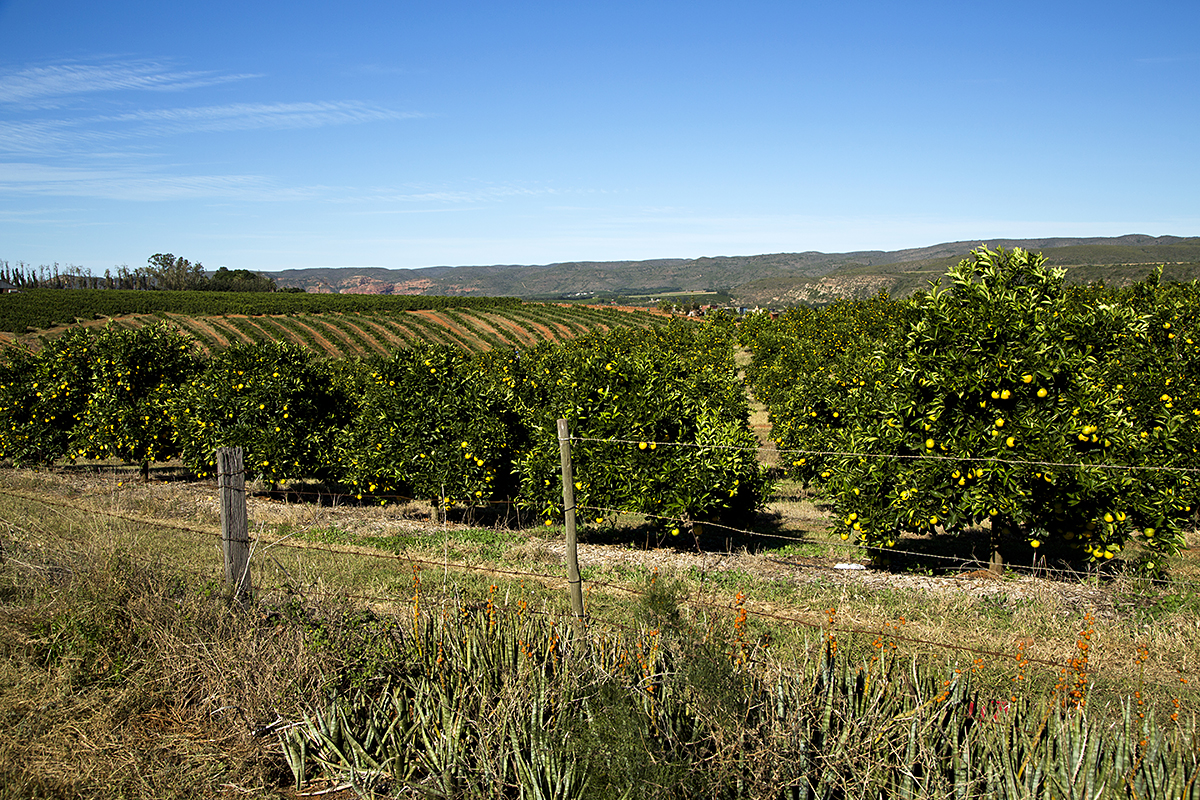 Brazil hosts some of world’s largest fruit farms
